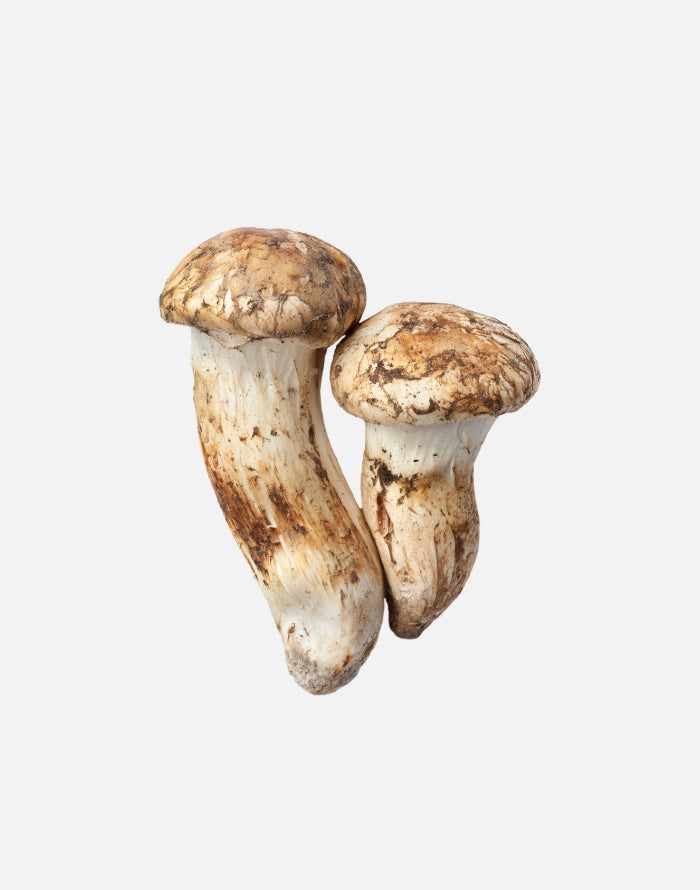 Matsutake – Mush Mantar